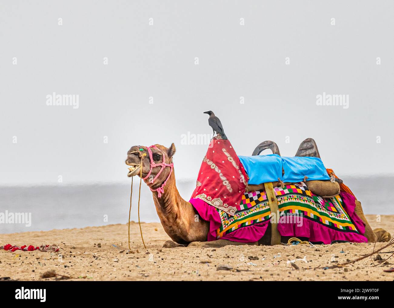 A Camel sitting on beach and crow resting on it Stock Photo - Alamy