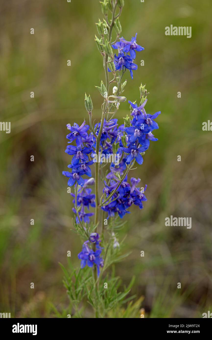 Wild Blue Larkspur Wildflowers Blue Purple Wildflowers Stock Photo - Alamy