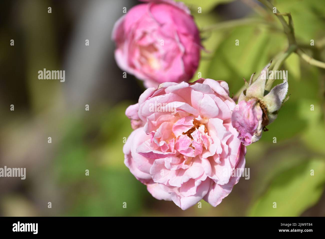 Pretty pink rose bush flowering in a garden in the summer Stock Photo - Alamy