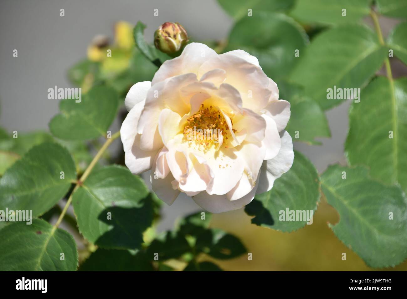 Rose bush in a rose garden with a flowering white rose in bloom Stock ...