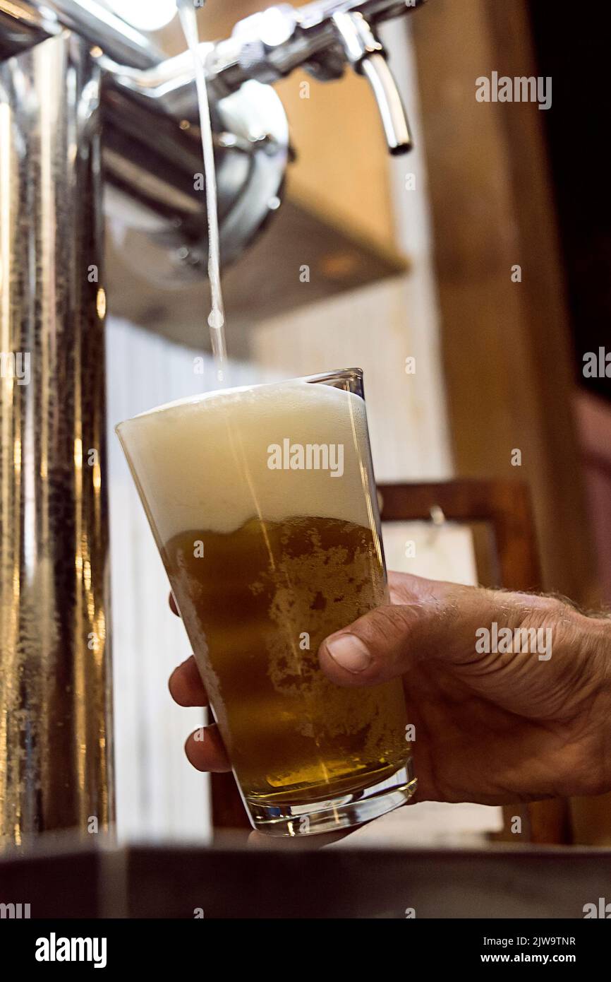 Bartender serving craft beer from a tap in a bar. Night club atmosphere ...