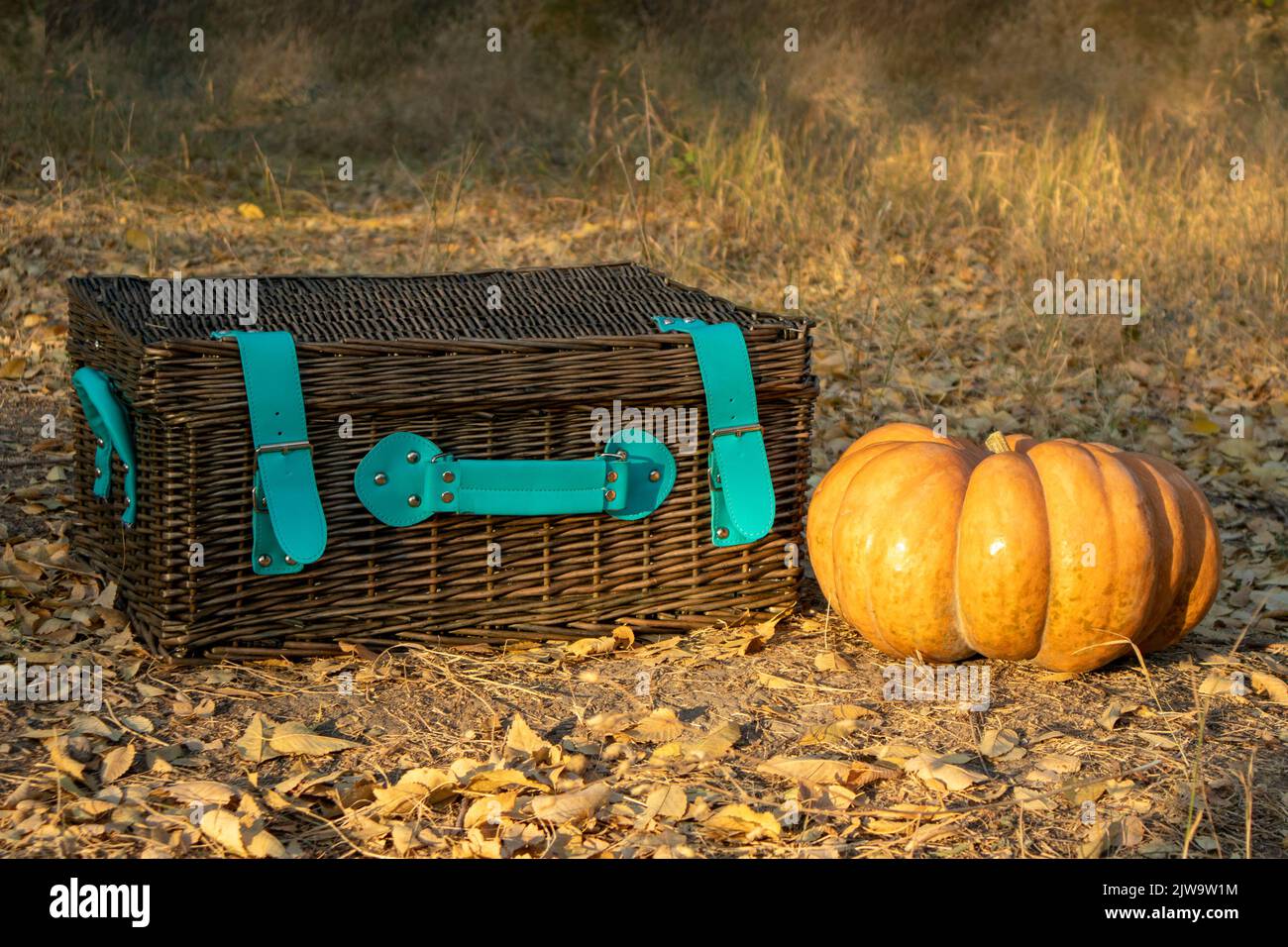 autumn pumpkin and picnic basket. autumn still life in the forest Stock ...