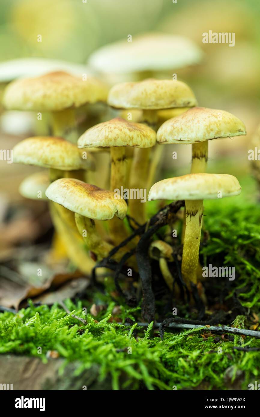 Poisonous, inedible mushrooms in the autumn forest Stock Photo - Alamy