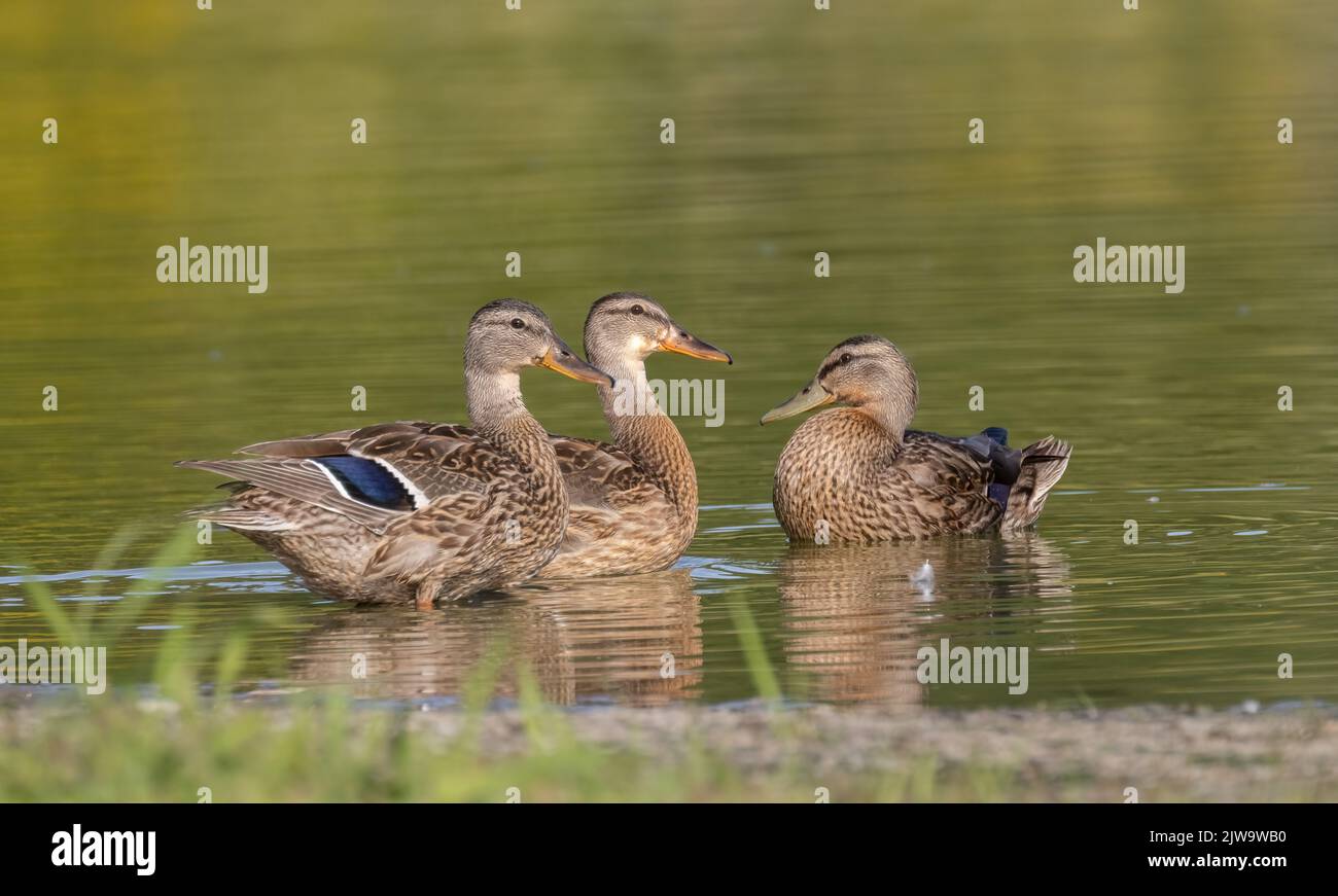 Three Young mallard ducks on a pond in Muskoka Ontario Stock Photo - Alamy