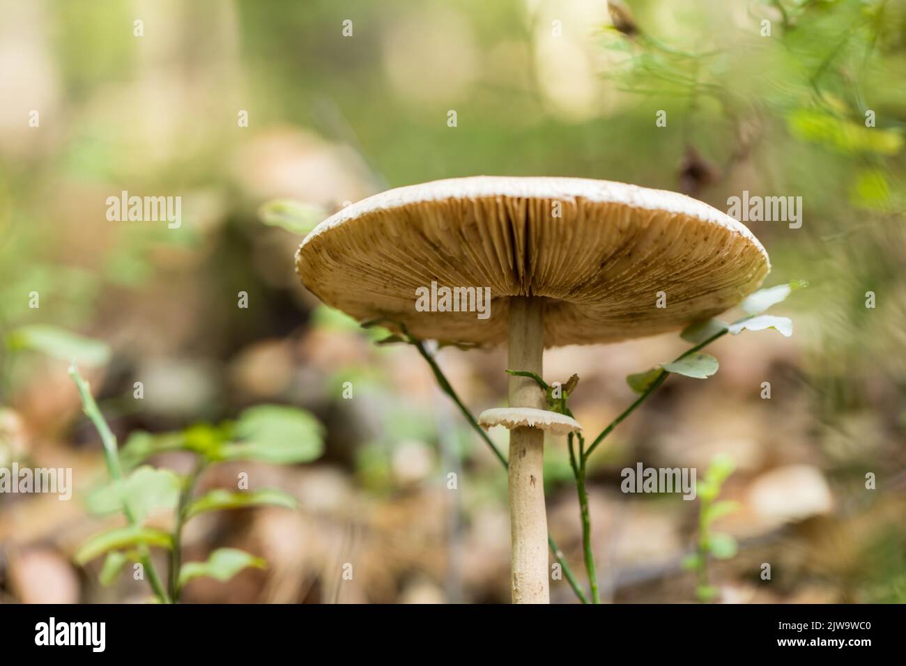 Poisonous, inedible mushrooms in the autumn forest Stock Photo - Alamy