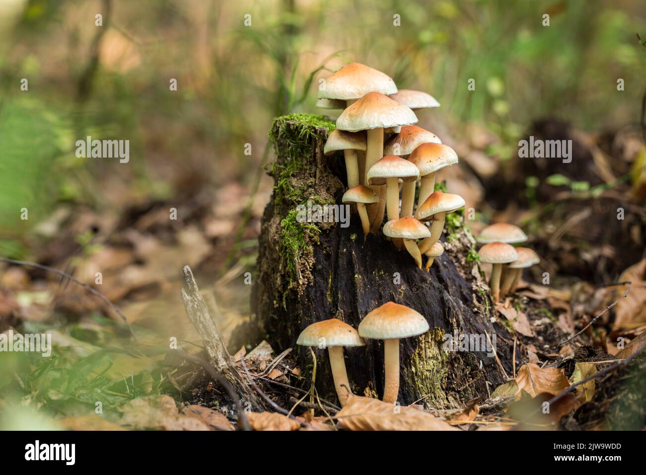 Poisonous, inedible mushrooms in the autumn forest Stock Photo - Alamy