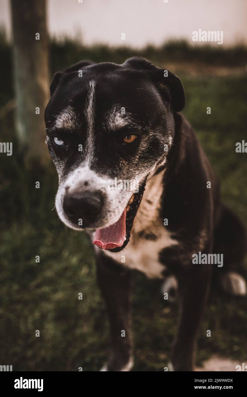 Portrait of dog with 2 different eyes colour Stock Photo - Alamy