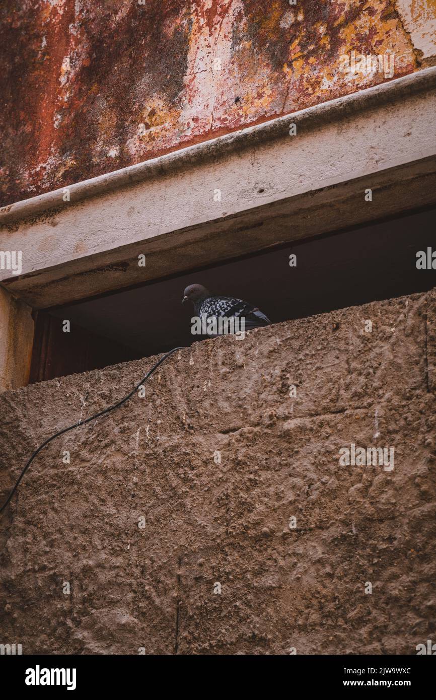 Pigeon resting in building site Stock Photo - Alamy