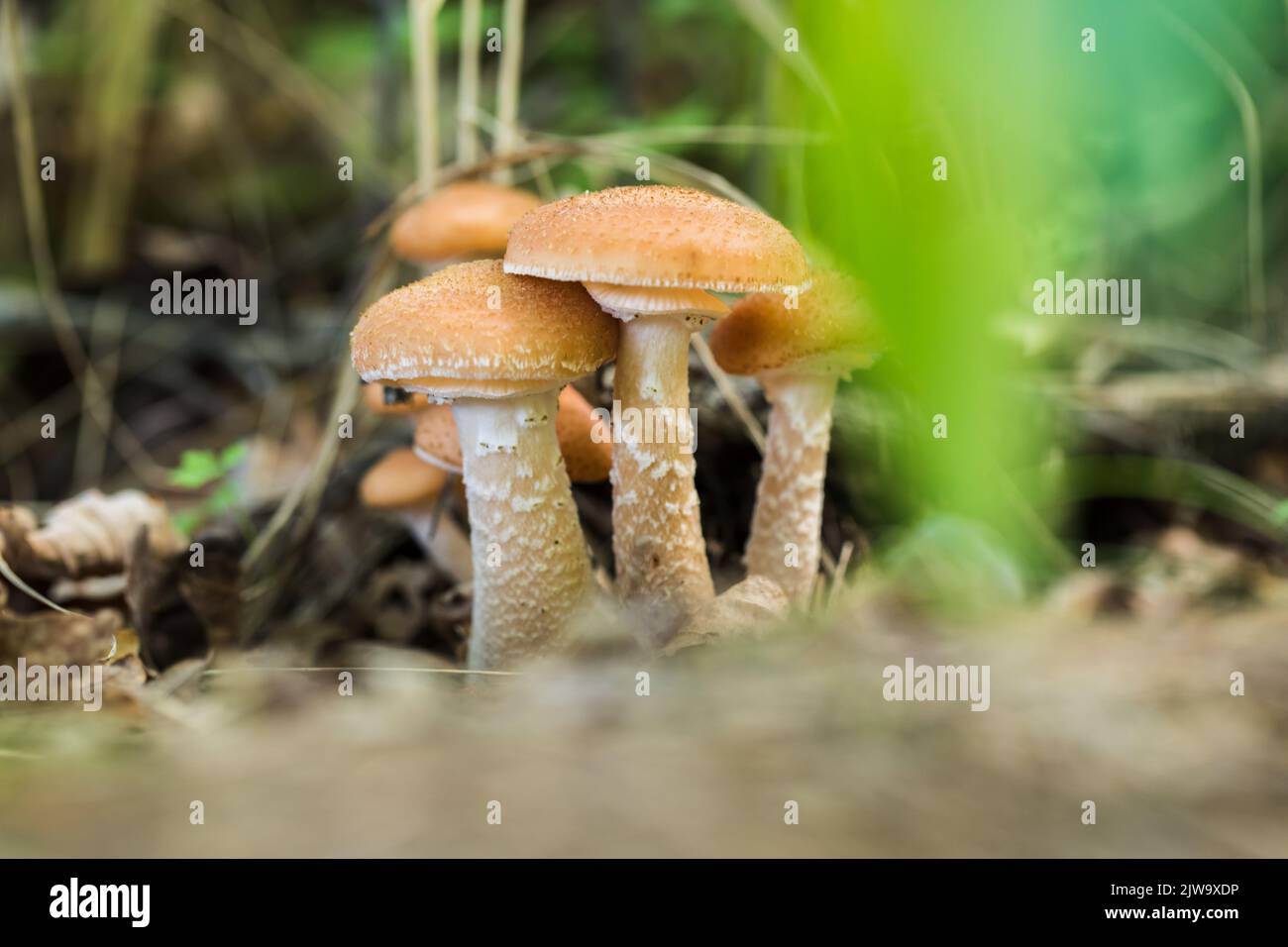 Poisonous, inedible mushrooms in the autumn forest Stock Photo - Alamy