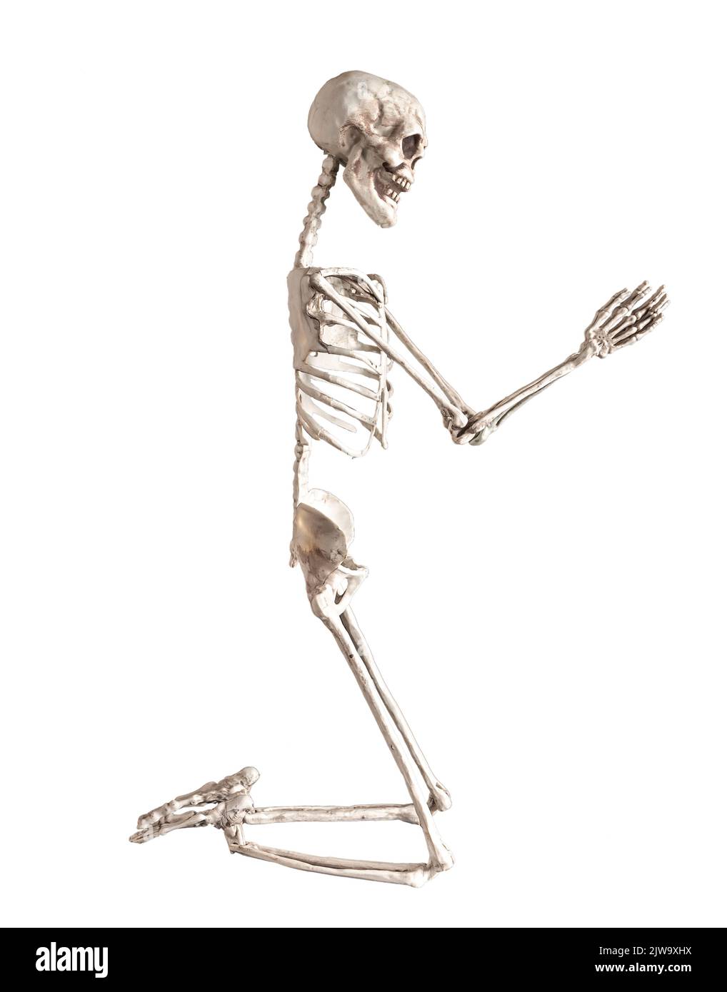 Skeleton prayer isolated on white background. Skeletal human praying to ...