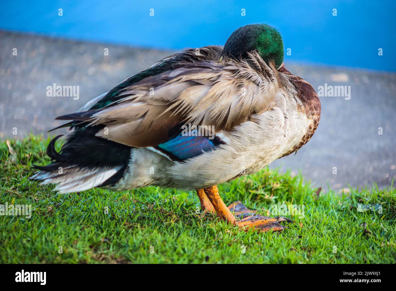 A closeup of a Mallard duck resting on a meadow Stock Photo - Alamy