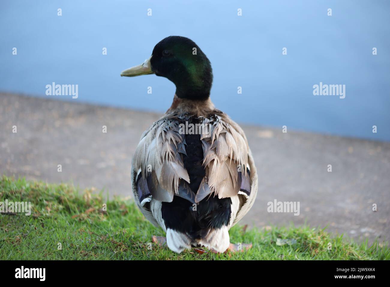 A closeup of a Mallard duck resting on a meadow Stock Photo - Alamy