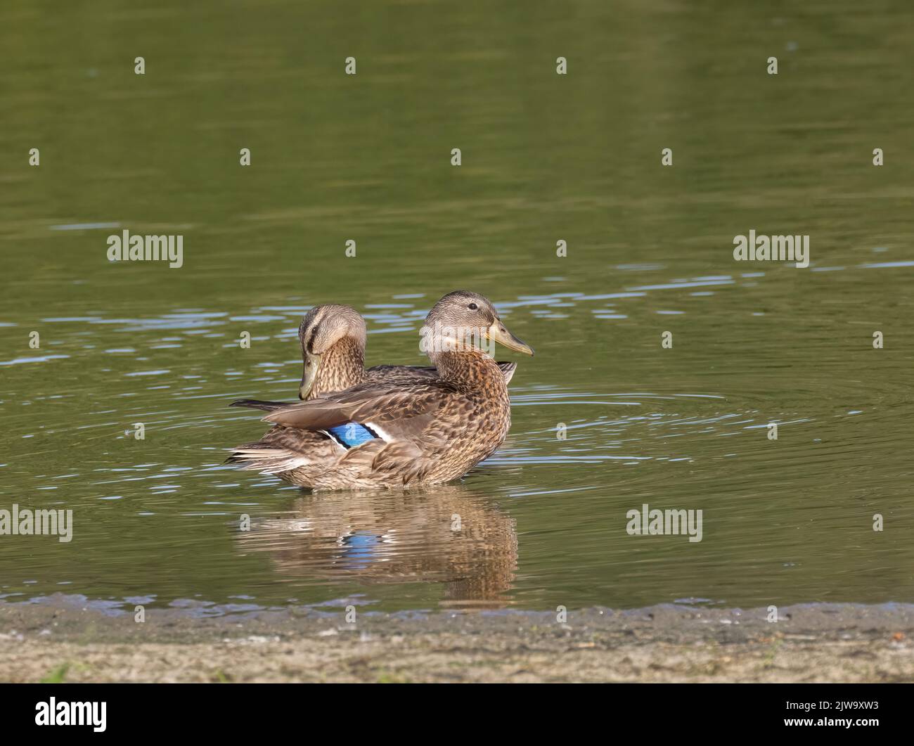 Two young Mallard ducks together on a pond Stock Photo - Alamy