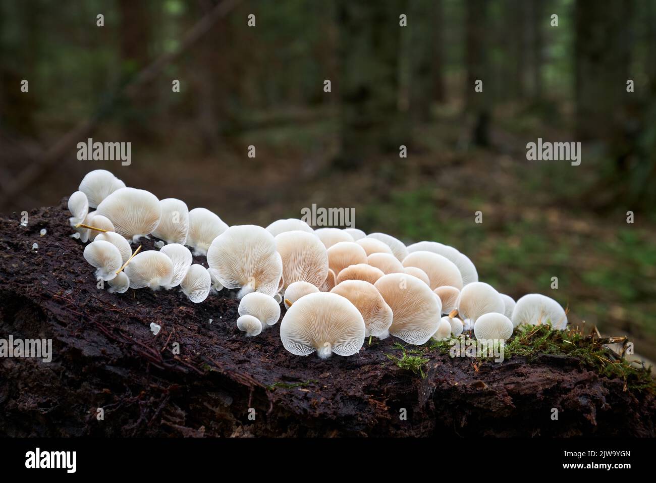 Crepidotus is Inedible mushrooms. Uncultivated fungi from central ...