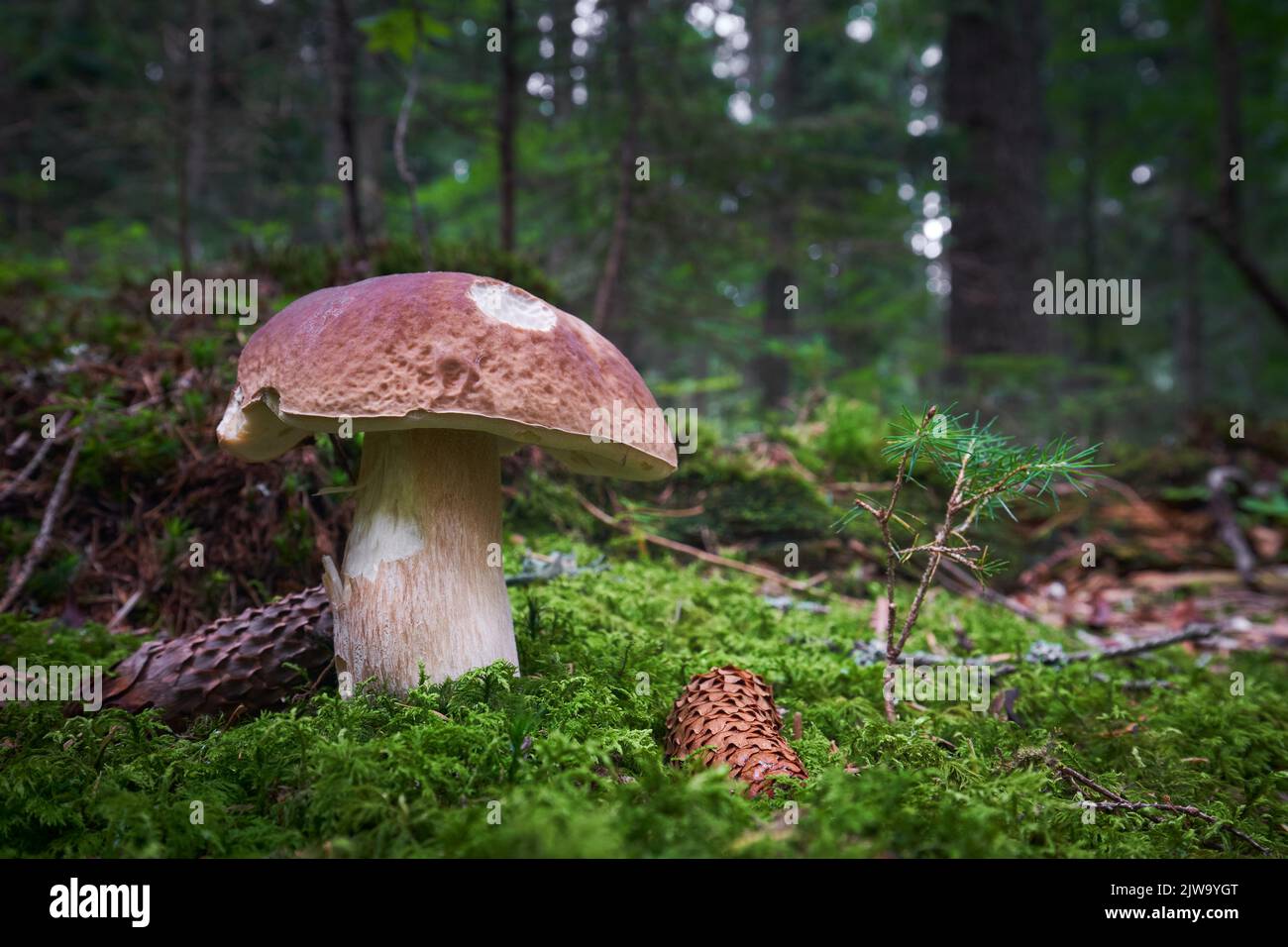 Boletus edulis - edible mushroom. Boletus growing in the central Europe ...