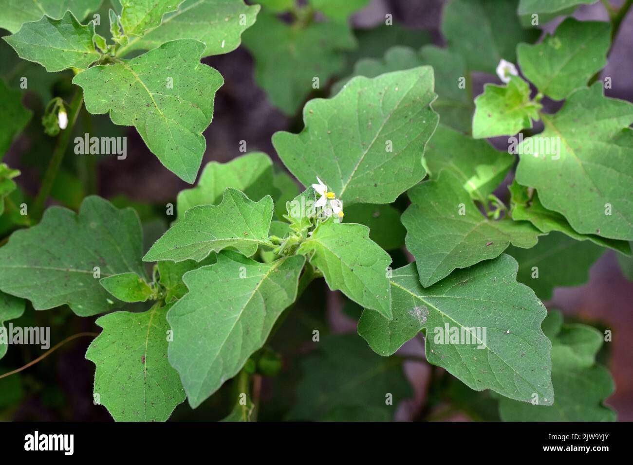 Schwarzer nachtschatten solanum nigrum hi-res stock photography and ...