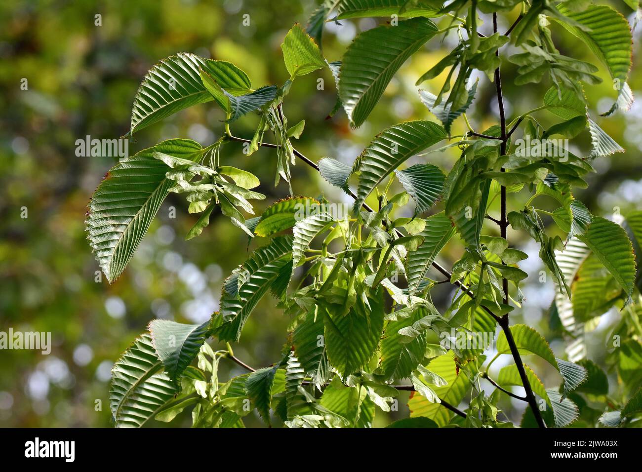 Erable a feuilles de charme hi-res stock photography and images - Alamy
