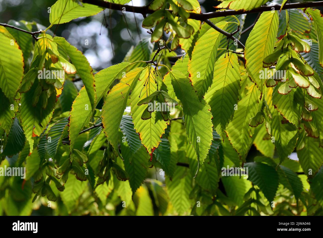 hornbeam maple, Érable à feuilles de charme, Hainbuchenblättriger Ahorn ...