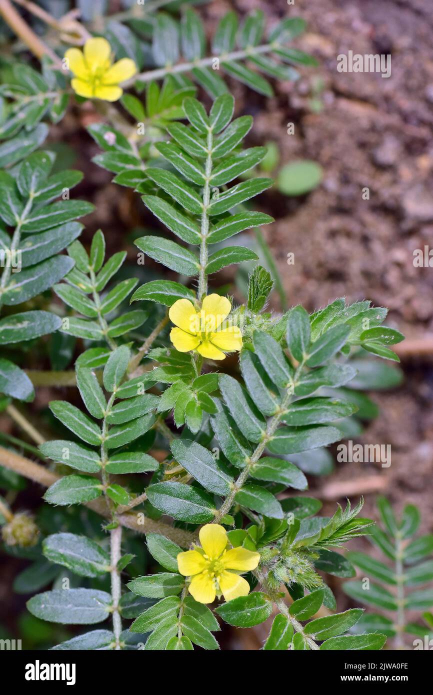 Erd-Burzeldorn, Tribule terrestre, Croix-de-Malte, Tribulus terrestris ...