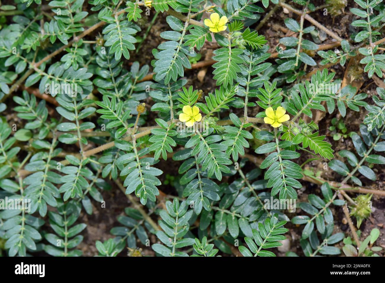 Flora terrestre hi-res stock photography and images - Alamy