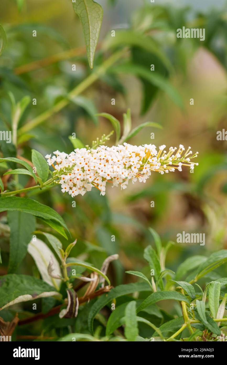 Buddleia buddleja davidii close up leaf hi-res stock photography and ...