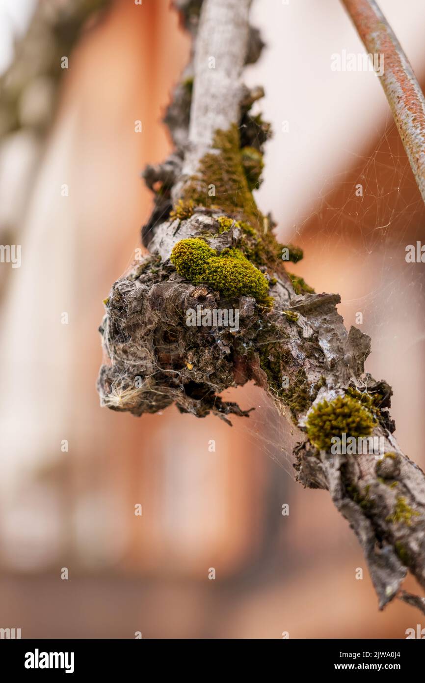Dead tree branch covered with green moss close-up. Environment concept ...