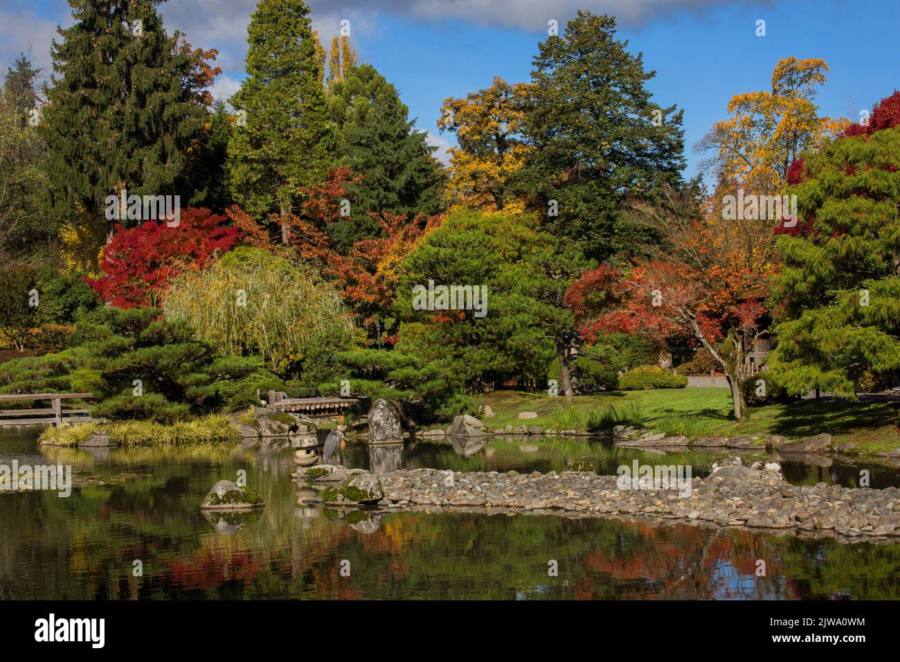Lush, vibrant fall colors at Seattle Japanese Garden Stock Photo - Alamy