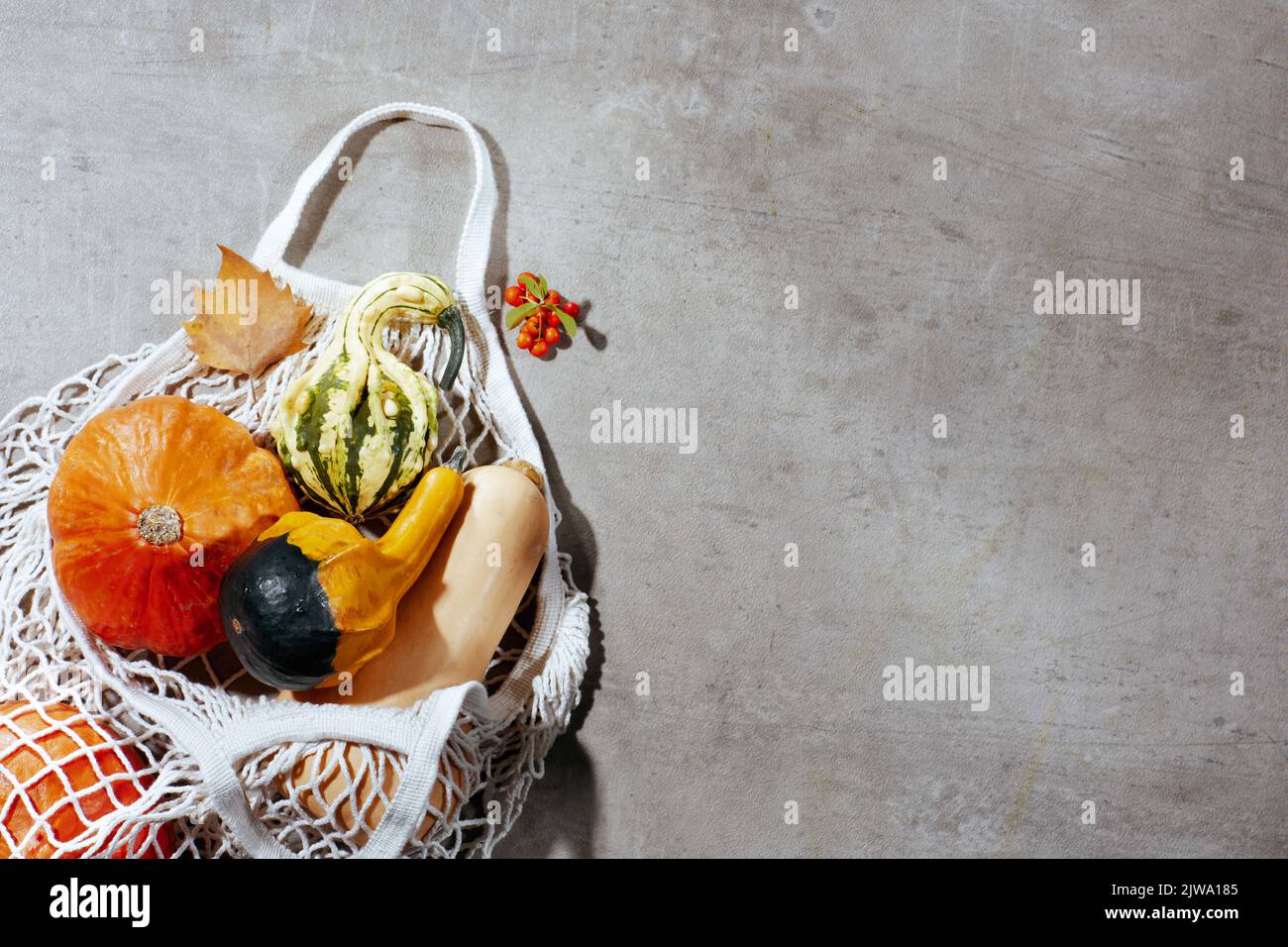 autumn flat lay on a grey background with pumpkins, autumn leaf, eco ...