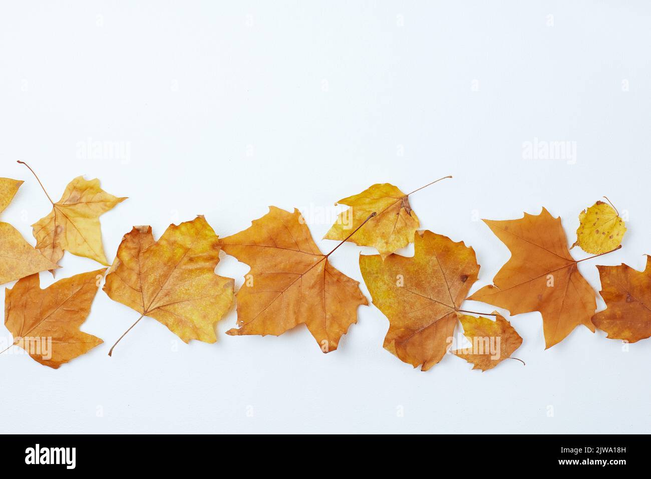 autumn flat lay on white background with autumn leaves and autumn leaf ...