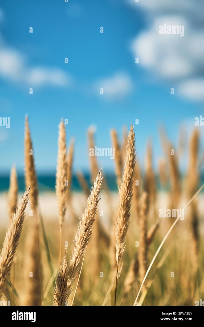 Beach Grass at the north sea coast. High quality photo Stock Photo - Alamy