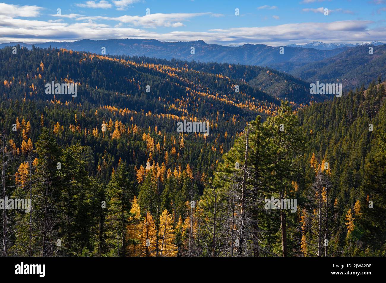 Beautiful, golden yellow larch trees in the Blewett Pass area of ...