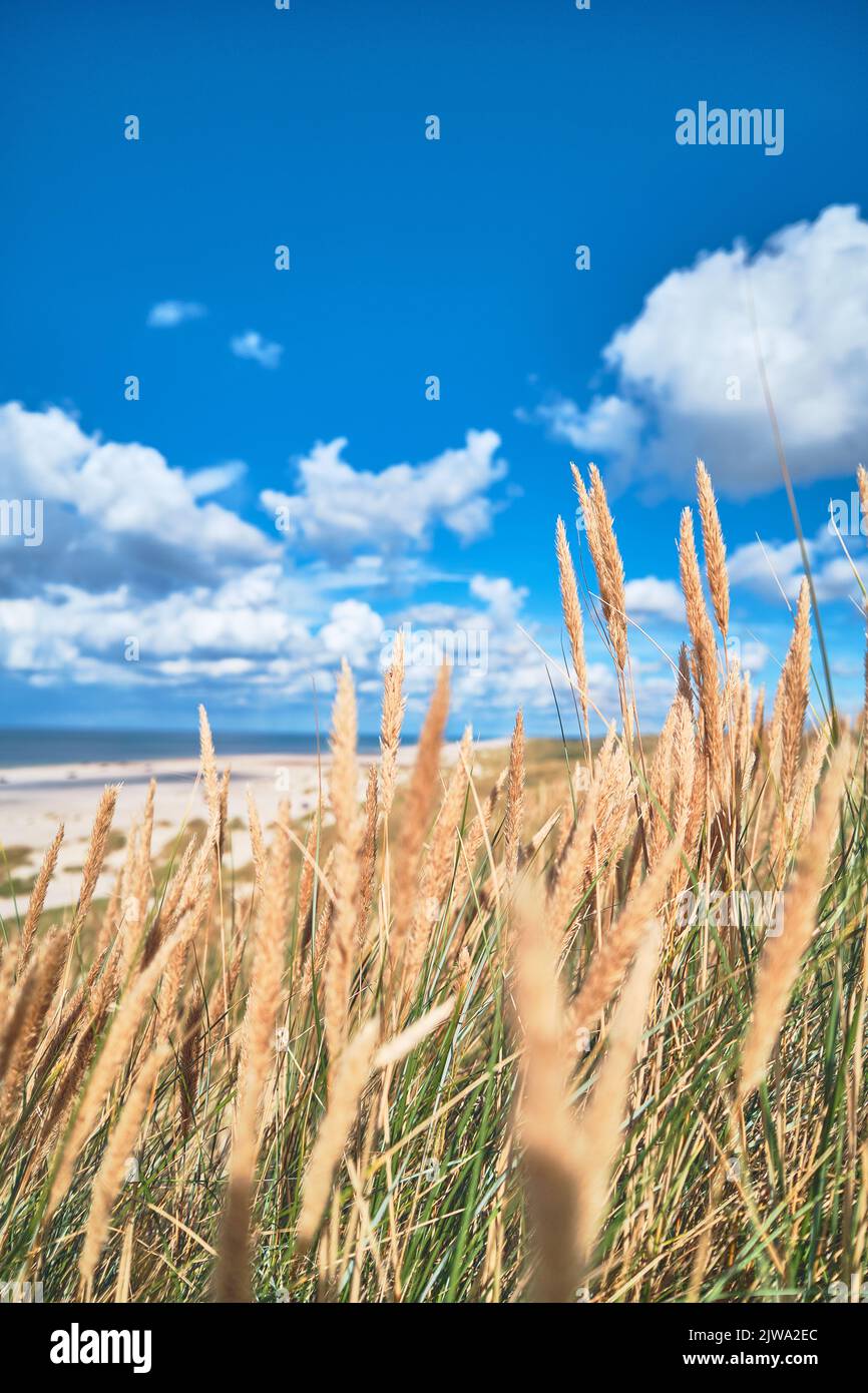 Strand gras hi-res stock photography and images - Alamy