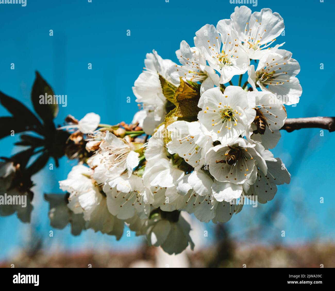 Blossom of a cherry tree Stock Photo - Alamy