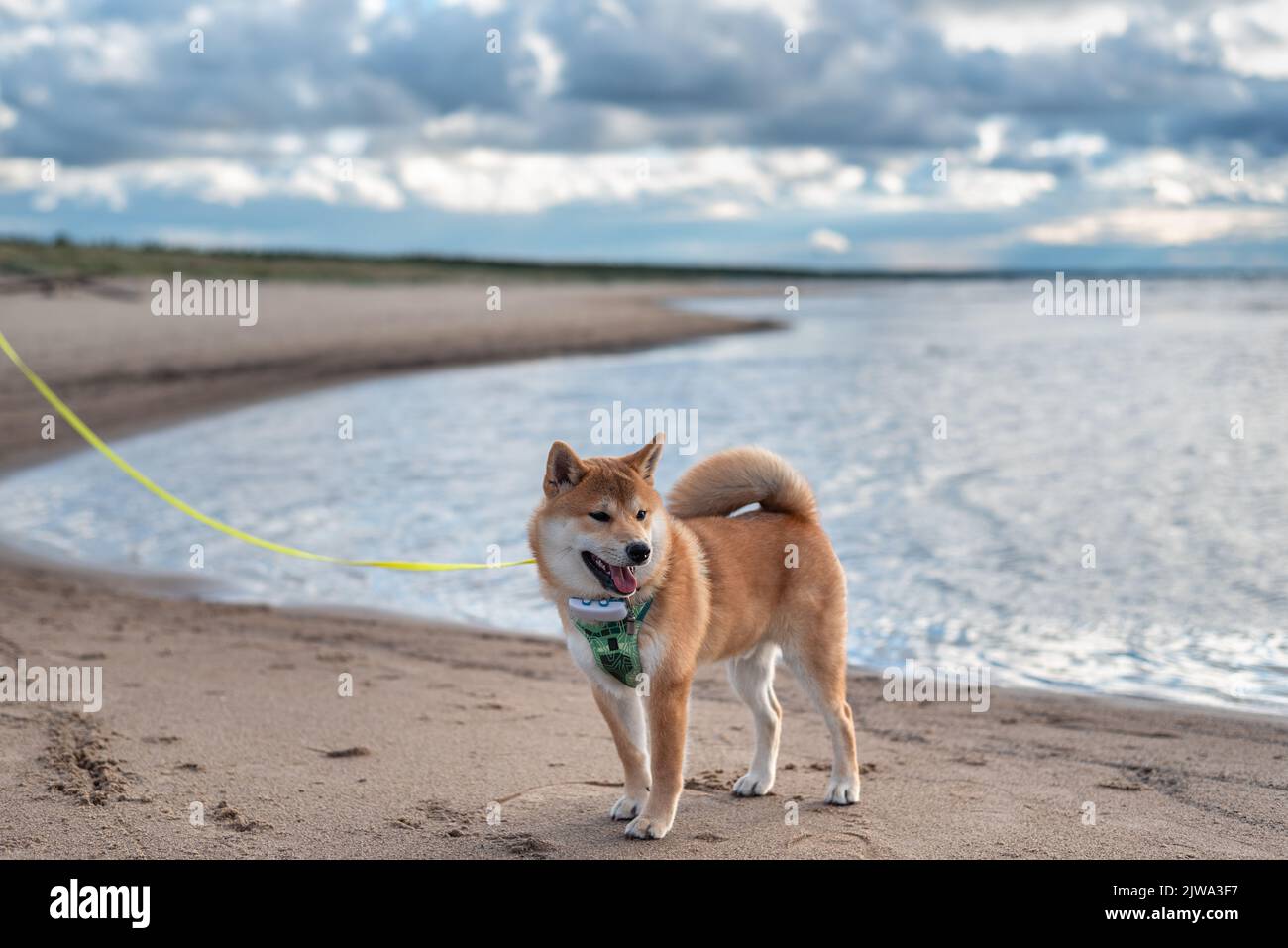 4 month old shiba inu puppy is standing on the sand beach. Dog is ...