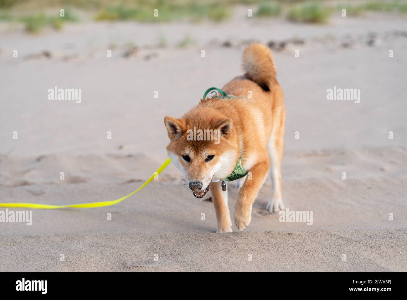 4 month old shiba inu puppy is running on the sand beach. Dog is ...