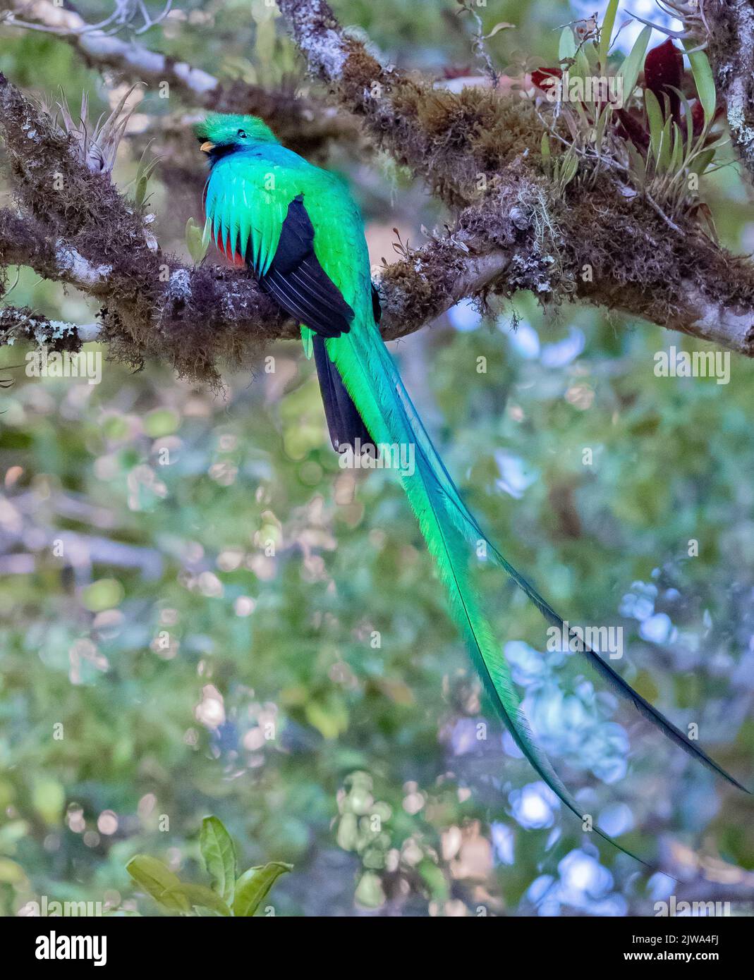 Blowing tails hi-res stock photography and images - Alamy