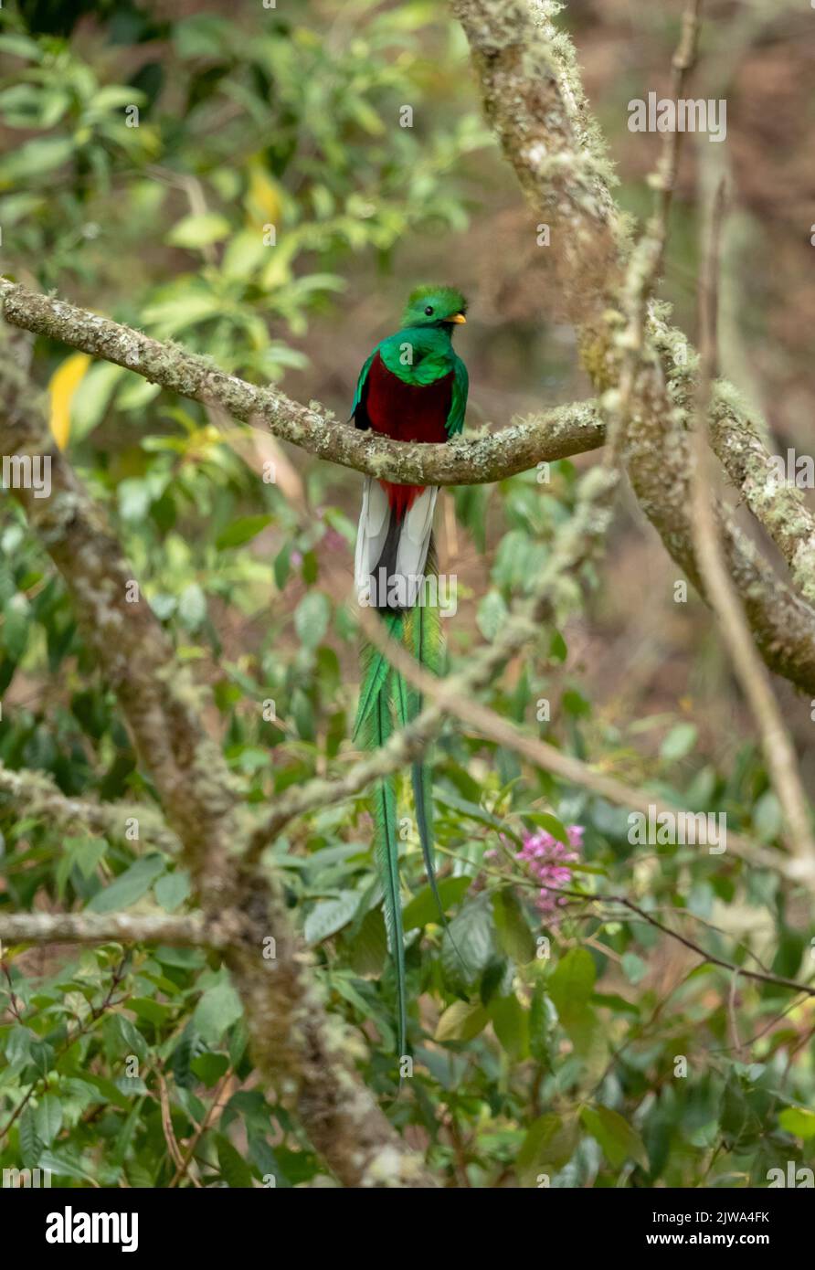 Rare quetzal surrounded by tropical plants and trees Stock Photo - Alamy