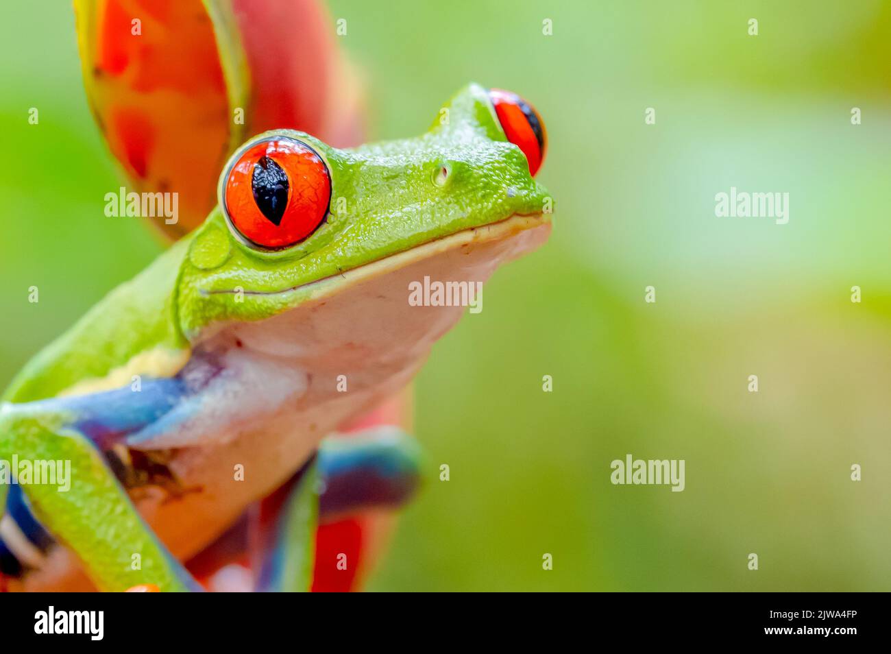 Red and Greeb tree frog looking right in jungle Stock Photo - Alamy