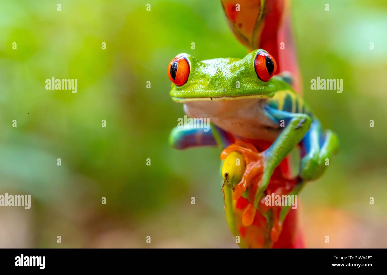 Red and Green tree frog looks directly at camera Stock Photo - Alamy