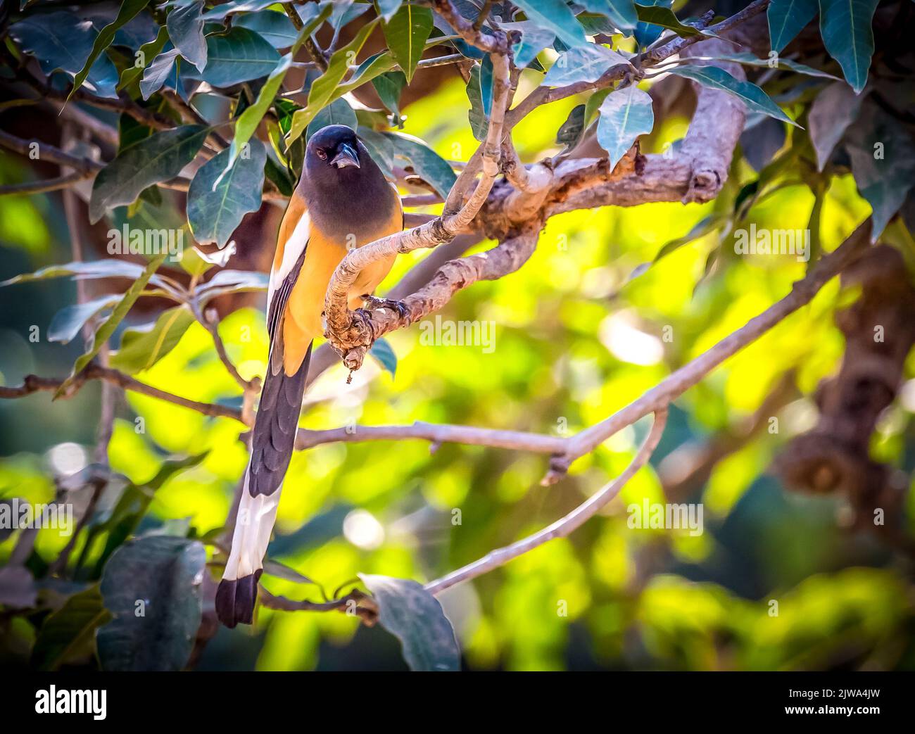 Rufous treepie, common, colorful and friendly bird of Ranthambore ...