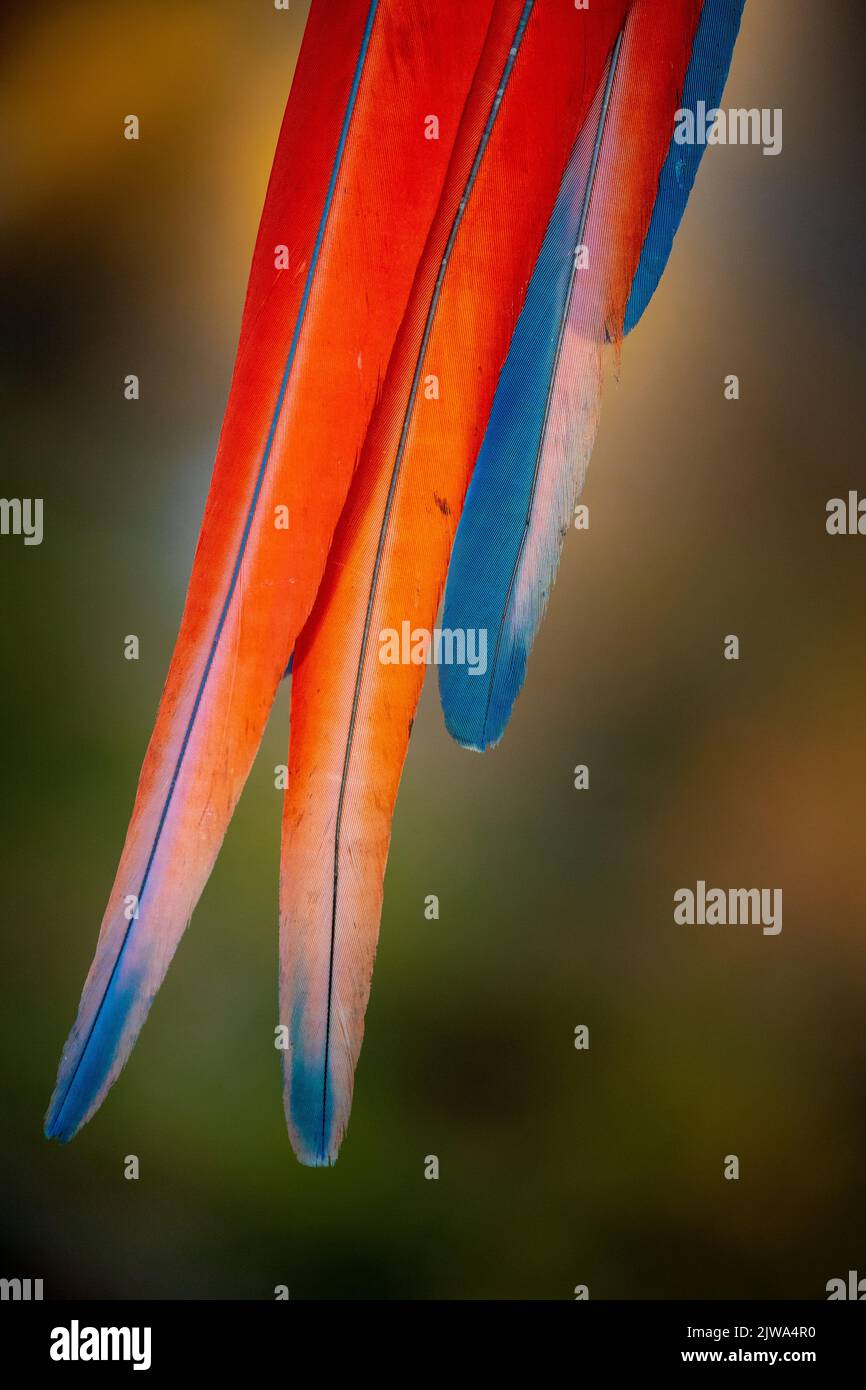 Tail feathers of the red and scarlet macaw Stock Photo - Alamy