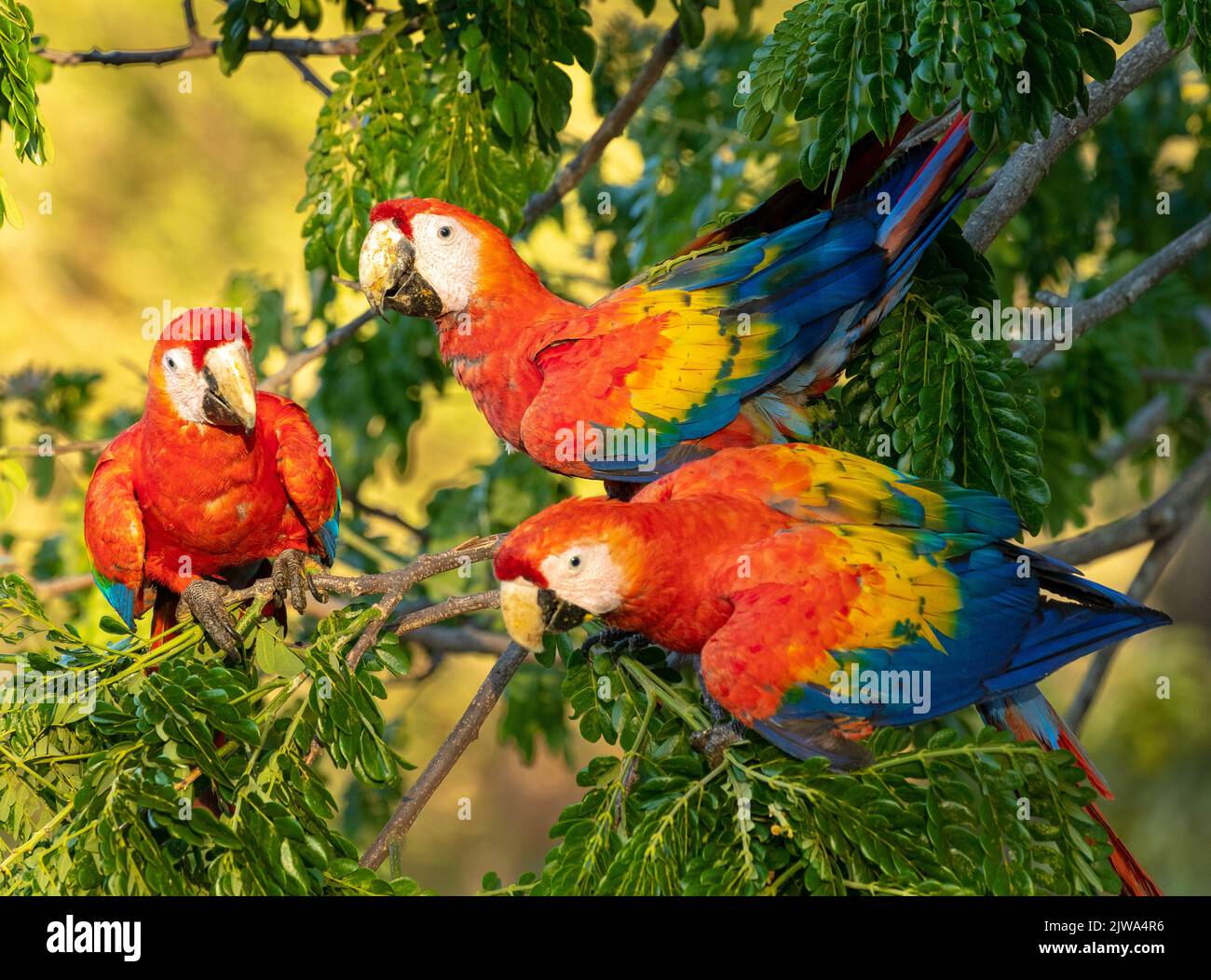 Three red and scarlet macaws in the tree Stock Photo - Alamy