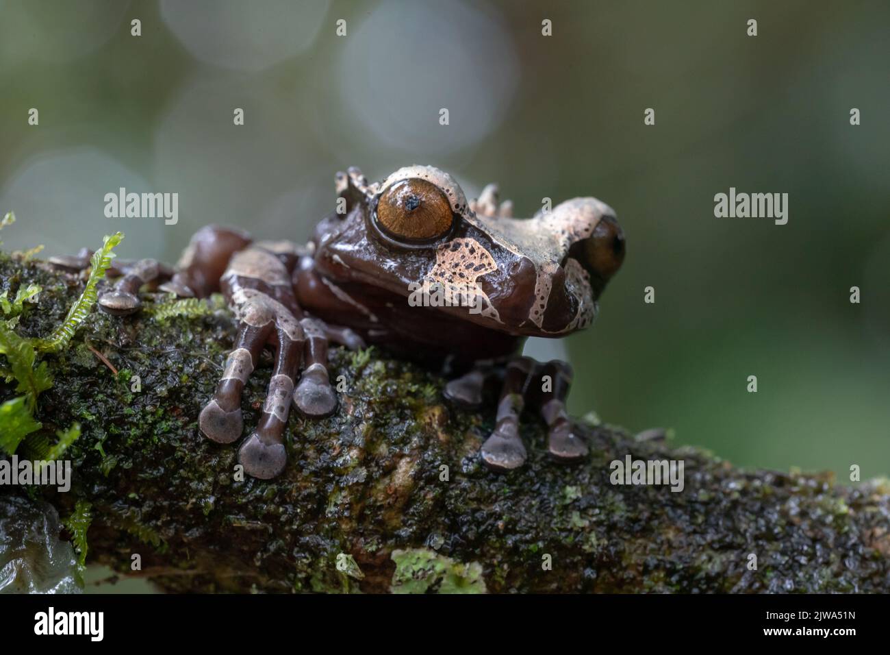 Triprion spinosus or Coronated Tree Frog, a species of amphibians Stock ...