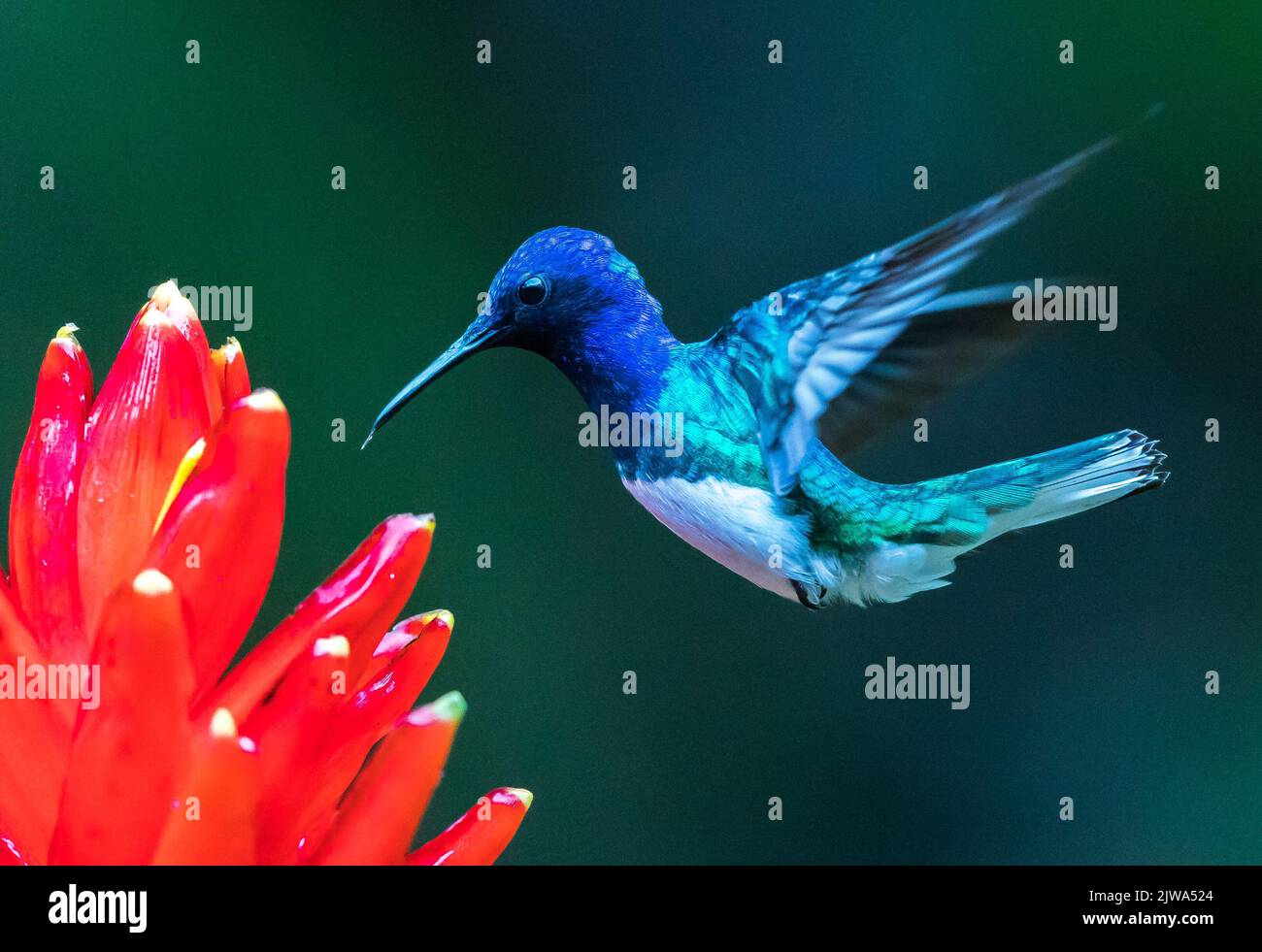 Little colored hummingbirds hi-res stock photography and images - Alamy