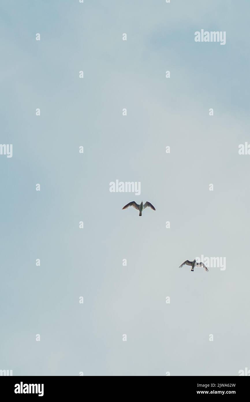 A vertical bottom view of two seagulls flying high up in blue sky with ...