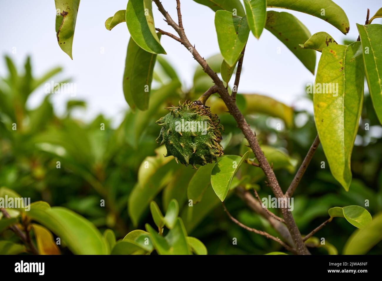 Guyabano tree hi-res stock photography and images - Alamy
