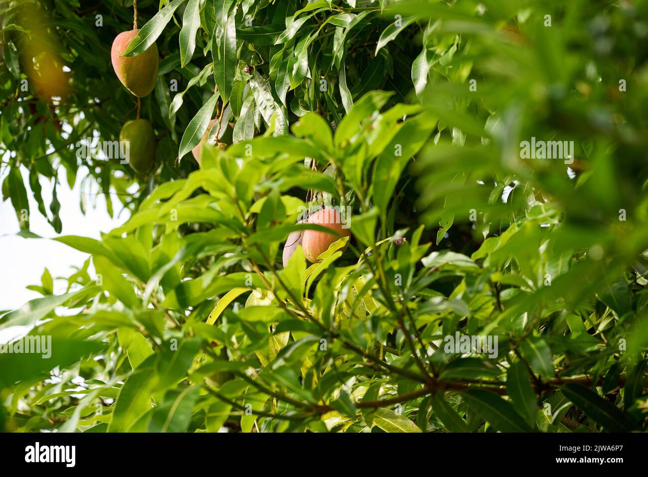 A mango tree with its fruits and beautiful green leaves Stock Photo - Alamy