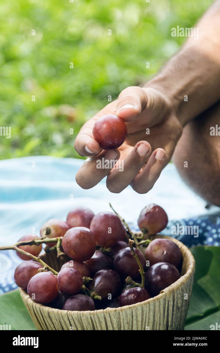 Man grabbing a grape from a basket full of grapes during a picnic in ...