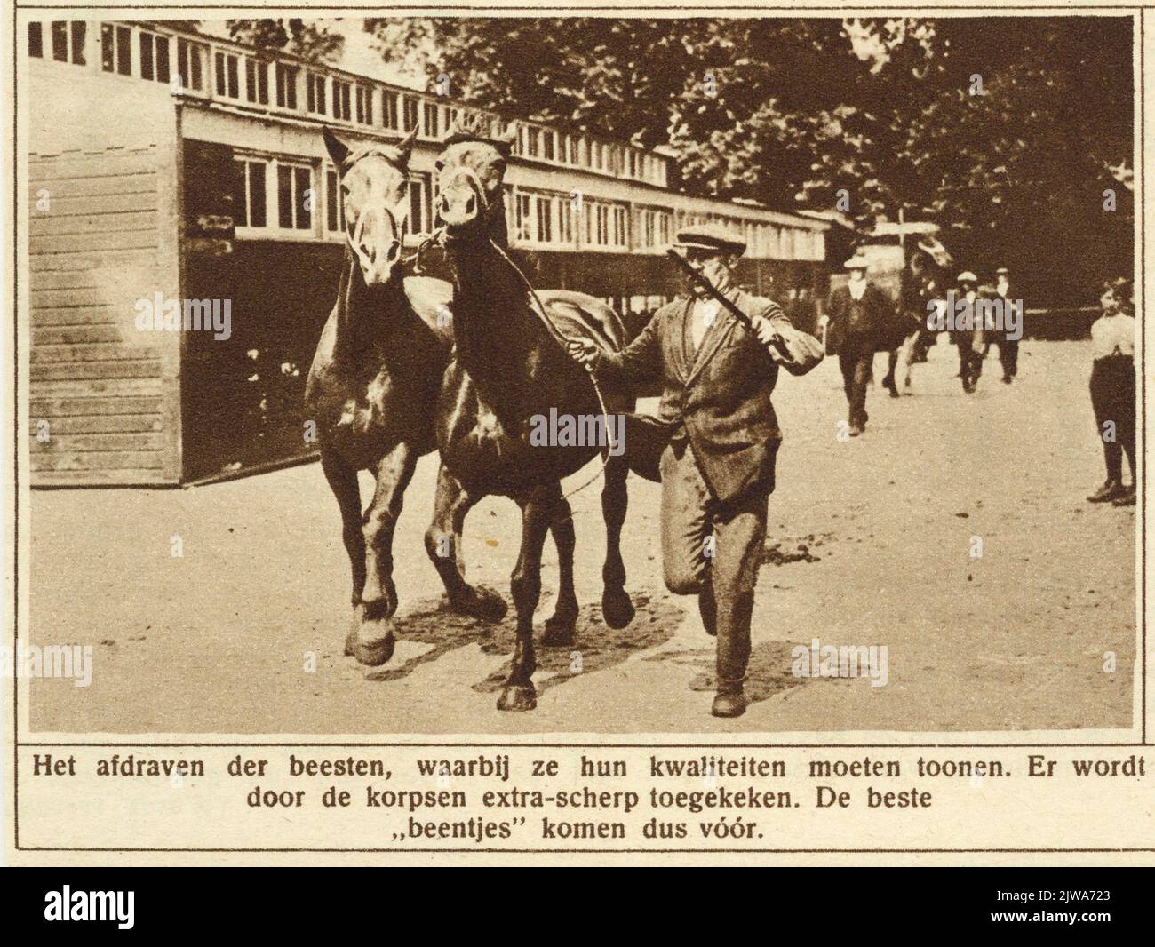 The excavation of the animals, where they have to show their qualities ...