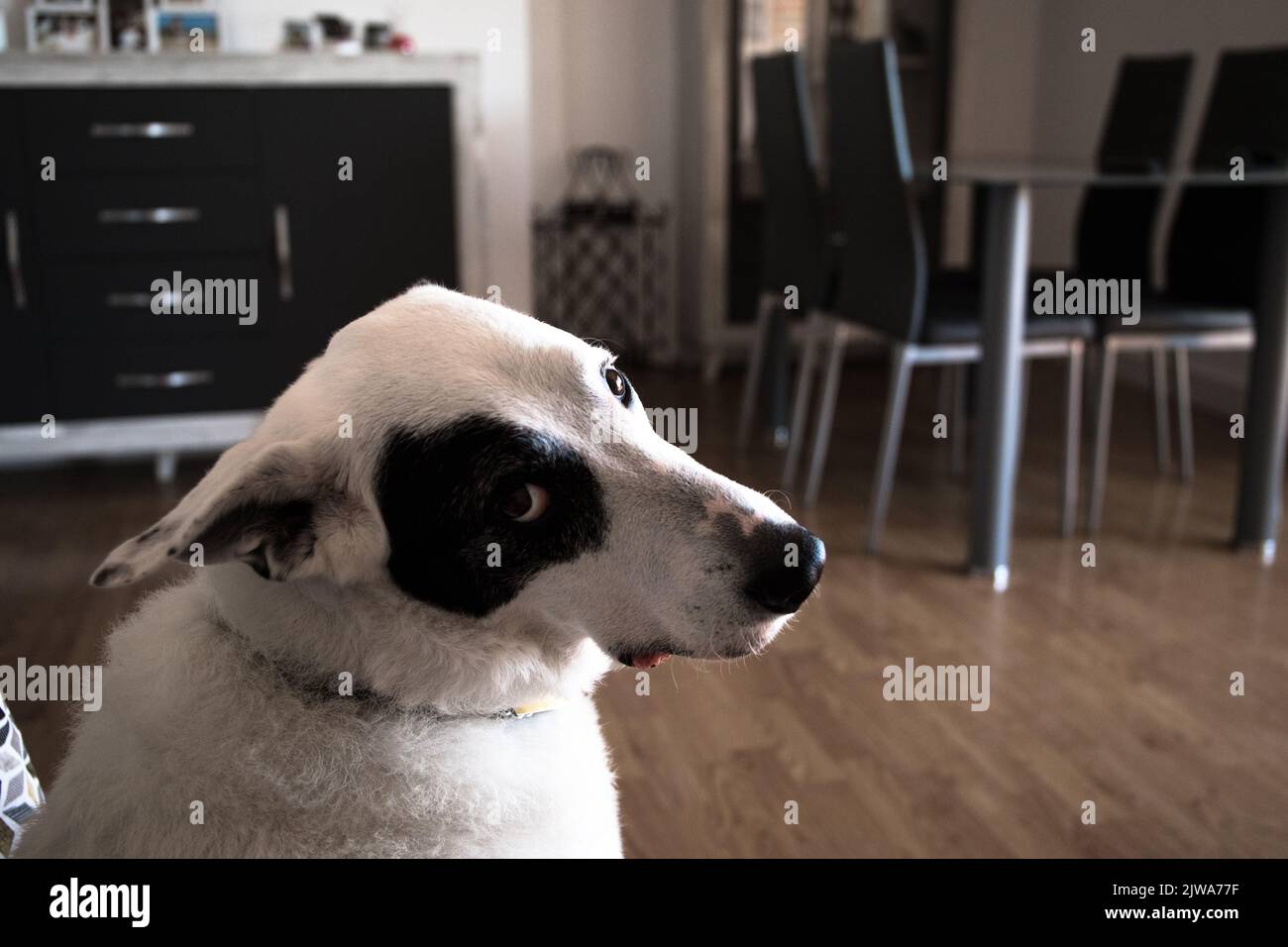 Beagle Pointer Mix Traits